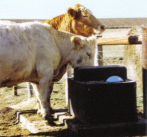 MiraFount Two-Hole Watering Trough | Gallagher Fence – Miraco Waterers